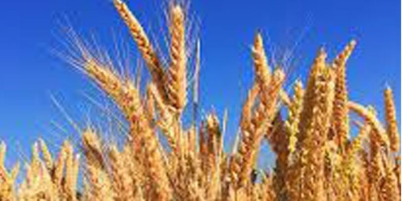 Q&A on Egypt, UAE's Al-Dahra's $500M wheat supply agreement- Business Today